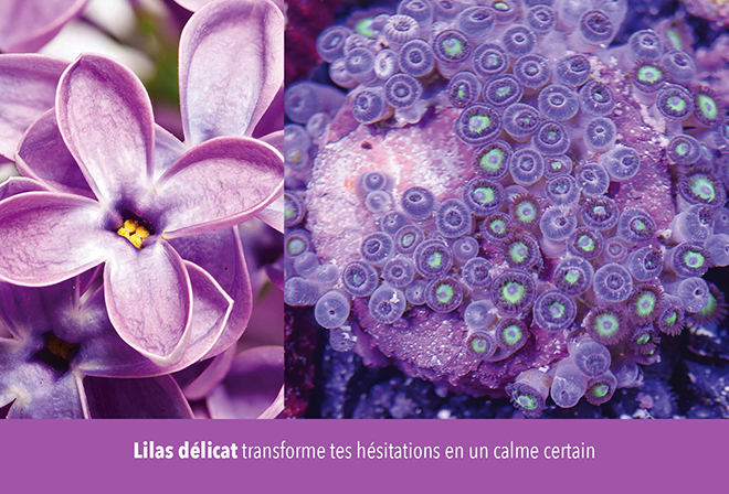 L’Oracle des couleurs - Youmna Tarazi